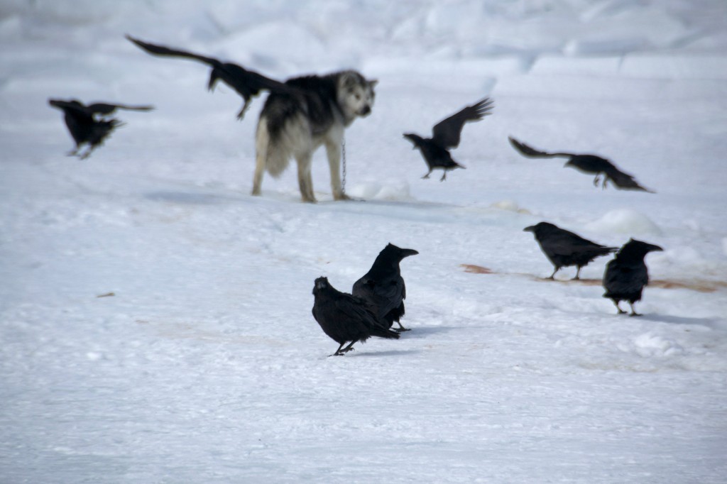 Tulugaq launches at Nunatta Sunakkutaangit Museum - Inhabitmedia