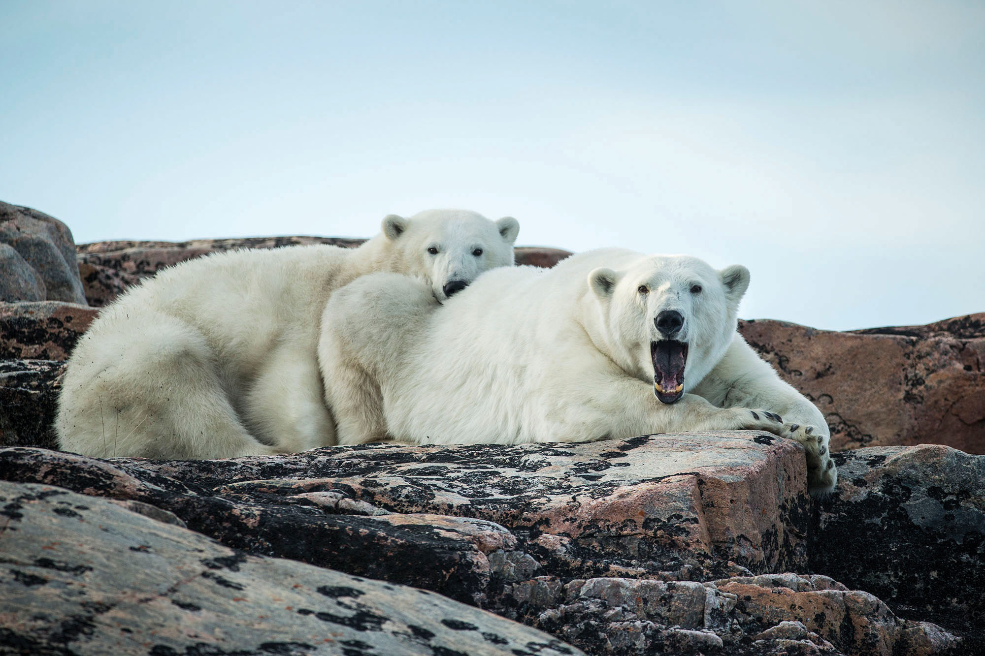 Nanuq: Life with Polar Bears - Inhabitmedia